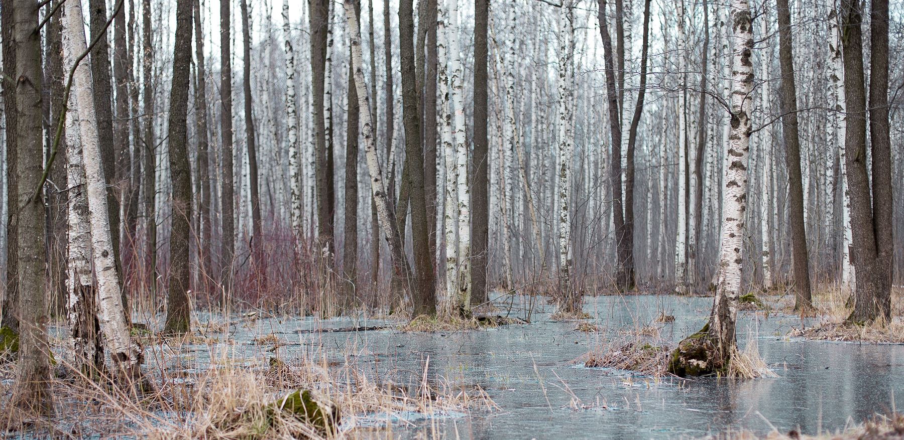 Nordic Swan Ecolabel