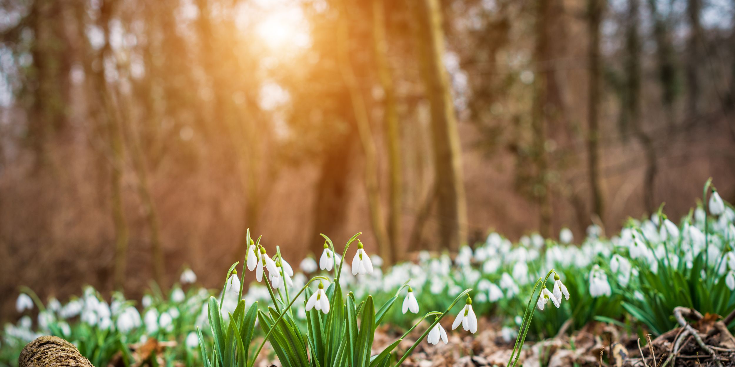 Nordic Swan Ecolabel